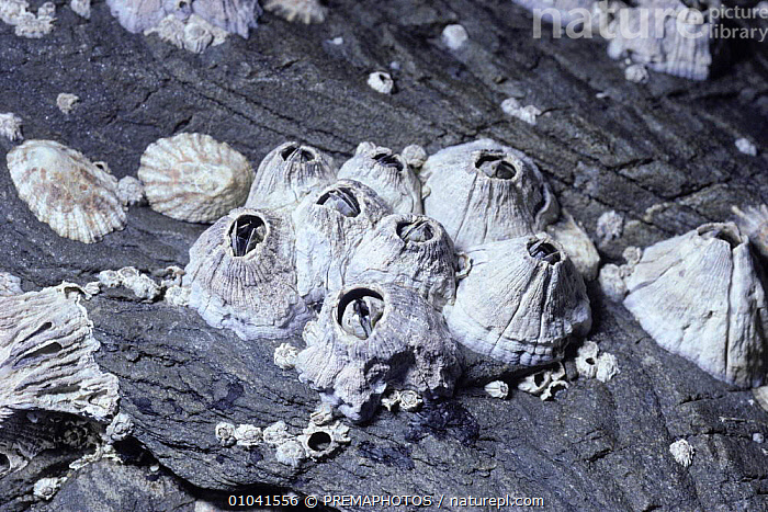 Stock photo of Acorn barnacles on rock (Balanus perforatus) UK ...
