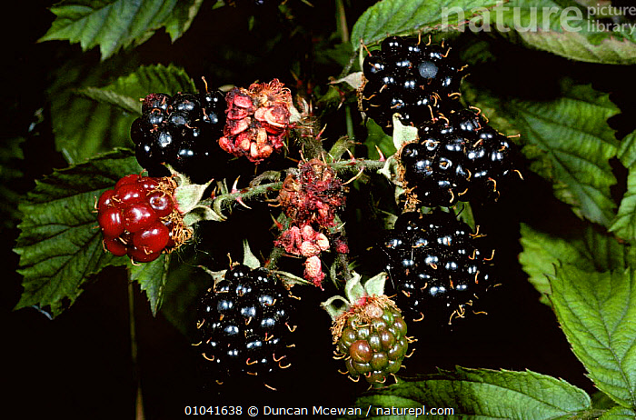 Stock photo of Blackberry fruit on plant (Rubus plicatus) Scotland, UK ...