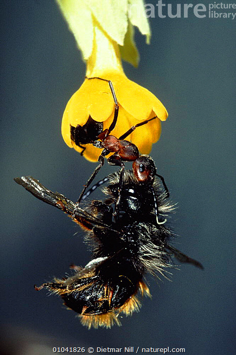 Stock photo of Wood ant with dead bumble bee (Formica rufa) Germany ...