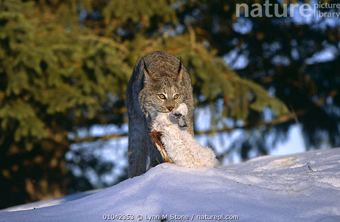 Stock photo of Canadian lynx {Lynx lynx canadensis} with Snowshoe hare ...