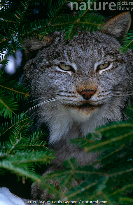 Stock photo of Canadian lynx (Lynx lynx canadensis) captive, Canada ...
