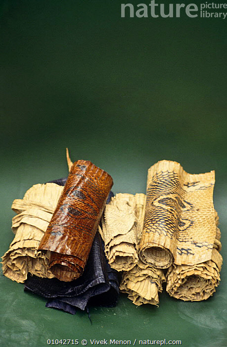 Stock photo of Cobra snake skins rolled ready for sale (Naja sp) India ...