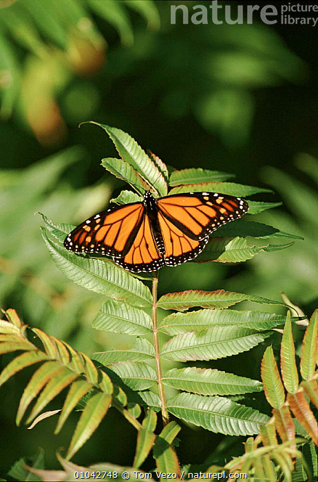 Stock photo of Monarch butterfly. Point Pelee, Ontario, Canada ...