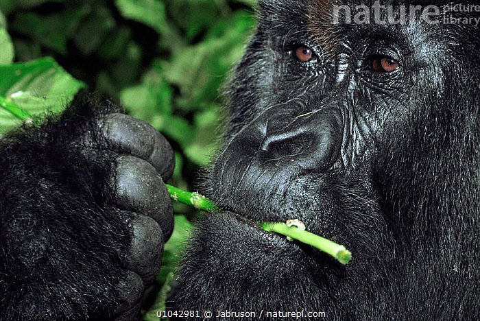 Stock photo of Mountain gorilla silverback chewing plant stem (Gorilla ...