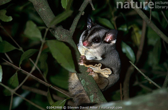 Stock photo of Sugar glider {Petaurus breviceps} Lamington NP ...