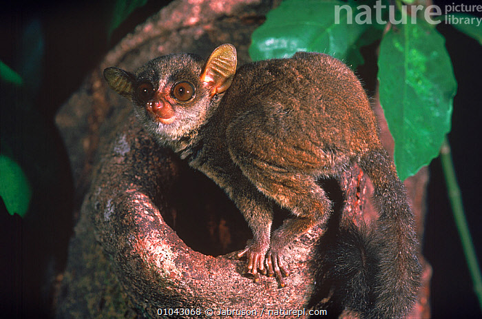 Stock photo of Demidoff's bushbaby (Galago / Galagoides demidoff), rain ...