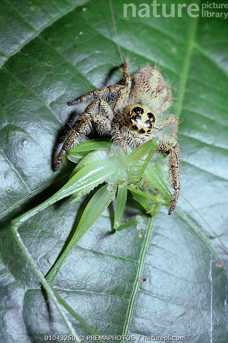 Stock photo of Diard's heavy jumping spider (Hyllus diardi) with ...