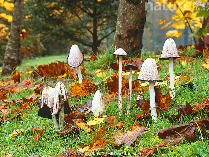 Stock photo of Shaggy ink caps fungi (Coprinus comatus) in various ...