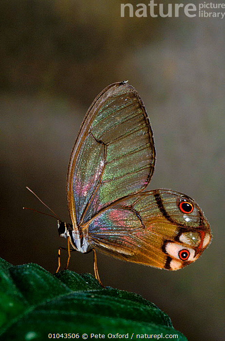 Stock photo of Clear winged butterfly (Cithaerias pireta) Yasuni NP ...