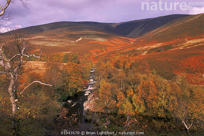 Stock photo of Glen Lethnot, Scotland. Autumn landscape with stream ...
