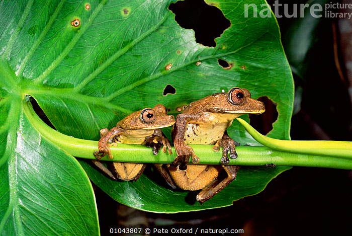 Stock photo of Map tree frogs (Hyla geographica) Yasuni NP, Ecuador ...