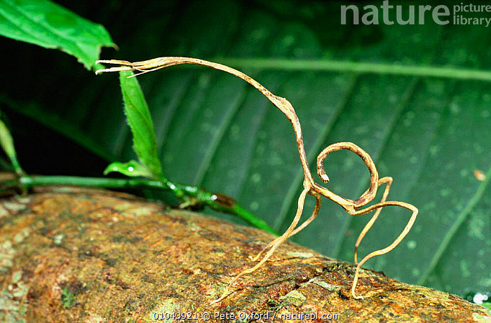 Stock photo of Stick insect (Phasmidae) Yasuni NP, Amazon rainforest ...