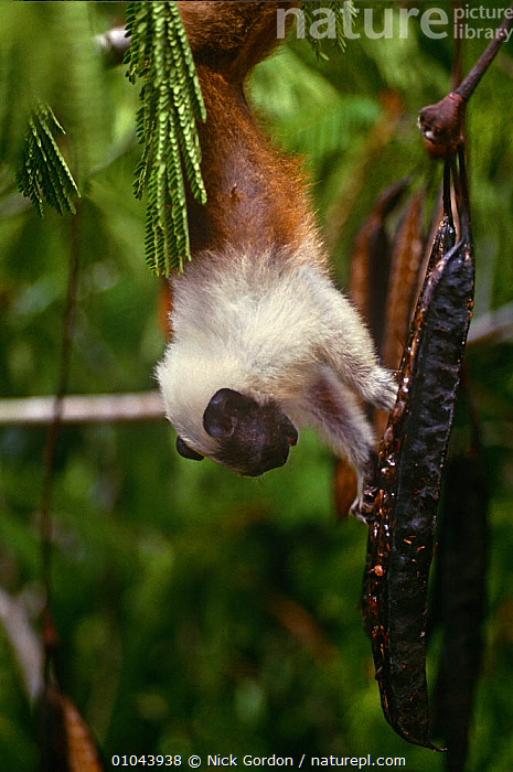 Stock photo of Bare faced tamarin {Saguinus bicolor} licking gum from ...