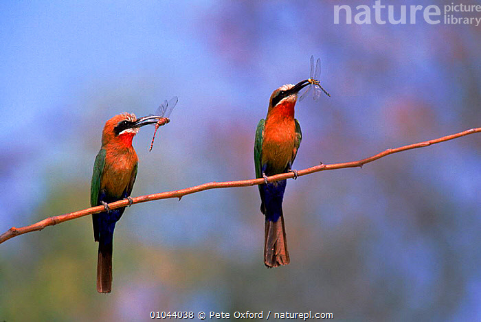 Stock photo of White fronted bee eaters with insects, Botswana ...