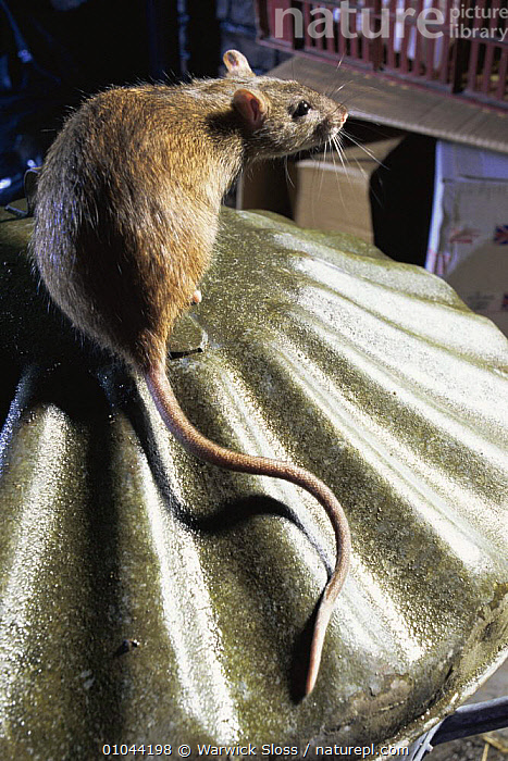 Stock photo of Brown rat on dustbin (Rattus norvegicus) UK. Available ...