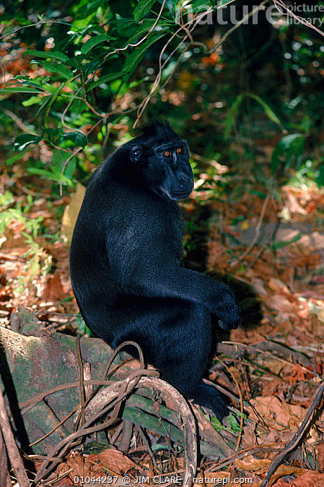 Stock photo of Celebes / Black / Sulawesi crested macaque (Macaca nigra ...