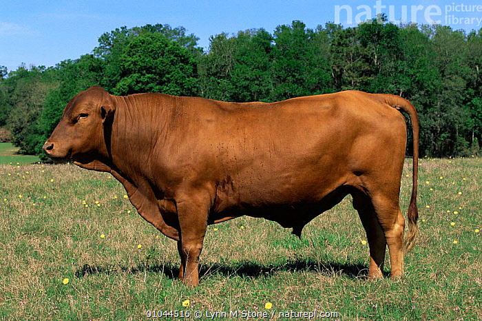Stock photo of Domestic cattle {Bos taurus} Senepol bull, Florida, USA ...