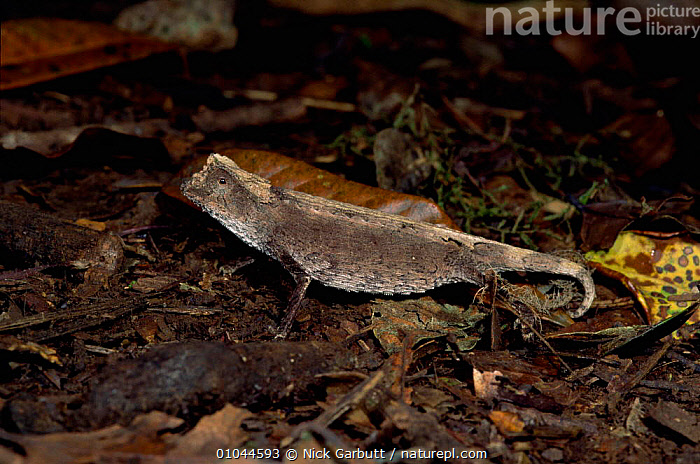 Stock photo of Ground dwelling chameleon on forest floor {Brookesia ...