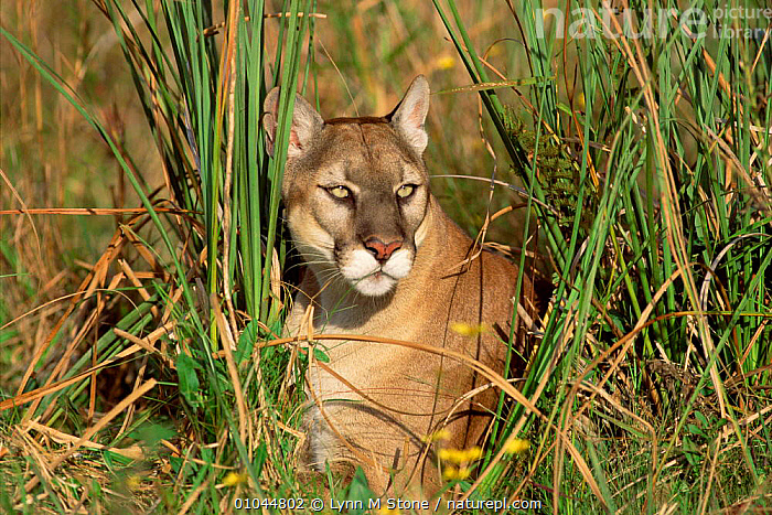 Stock photo of Florida panther / Puma {Felis concolor} captive Florida ...