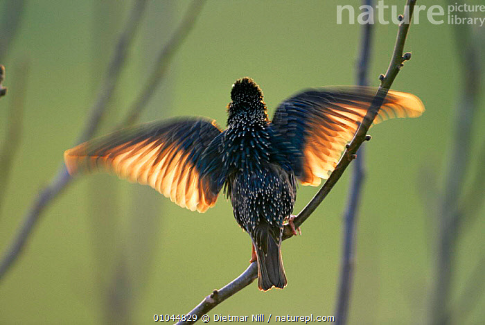 Stock photo of Common Starling flapping wings {Sturnus vulgaris ...