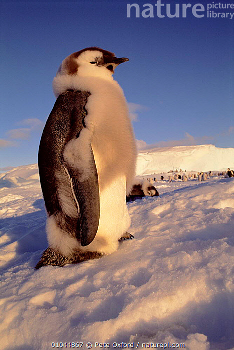 Stock photo of Emperor penguin juvenile moult {Aptenodytes forsteri ...