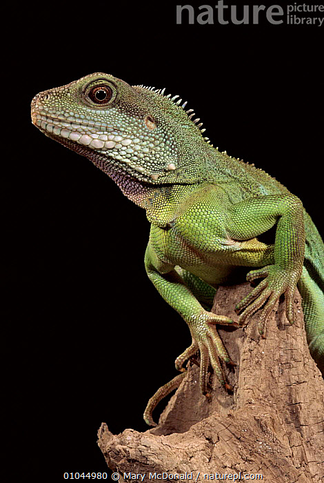 Stock photo of Thailand water dragon portrait. SE Asia species ...