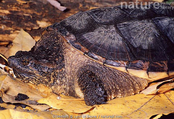 Stock photo of Snapping turtle, USA. Available for sale on www.naturepl.com
