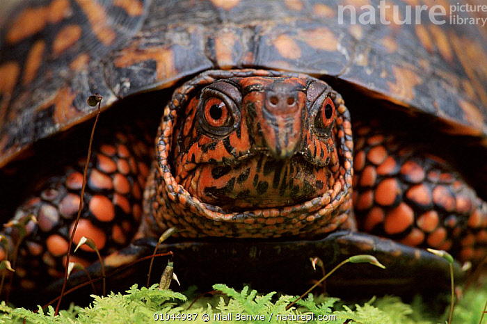 Stock photo of Eastern box turtle head portrait, USA. Available for ...