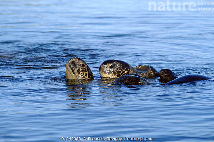 Stock photo of Galapagos green turtle pair mating in sea off Galapagos ...