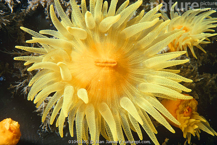 Stock photo of Coral (Leptopsammia genus) UK. Available for sale on www ...