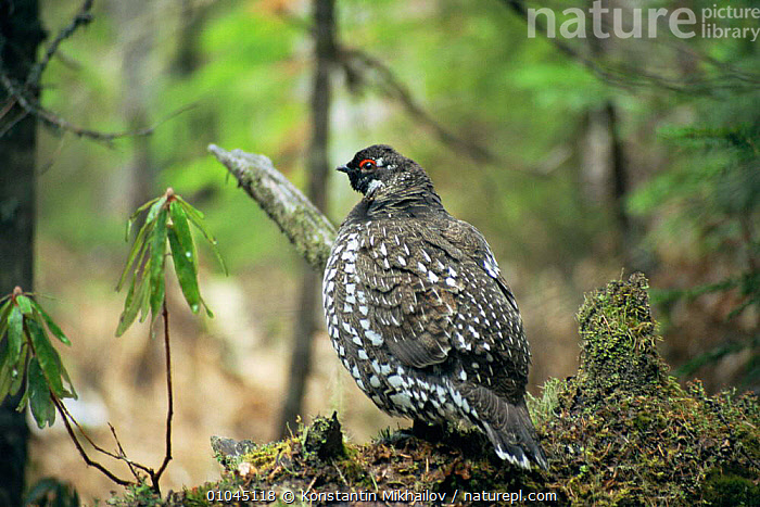 Stock photo of Siberian spruce grouse {Falcipennis falcipennis} rear ...