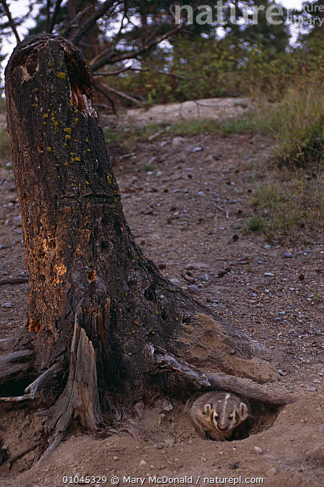Stock photo of American badger {Taxidea taxus} in den, under tree ...