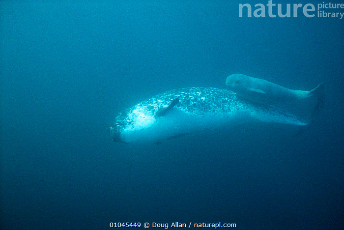 Narwhal Calf Narwhal