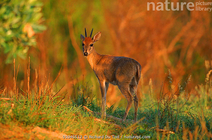 Common Duiker 0446 🦌 Common Duiker (Sylvicapra Grimmia) 📏 50 Cm
