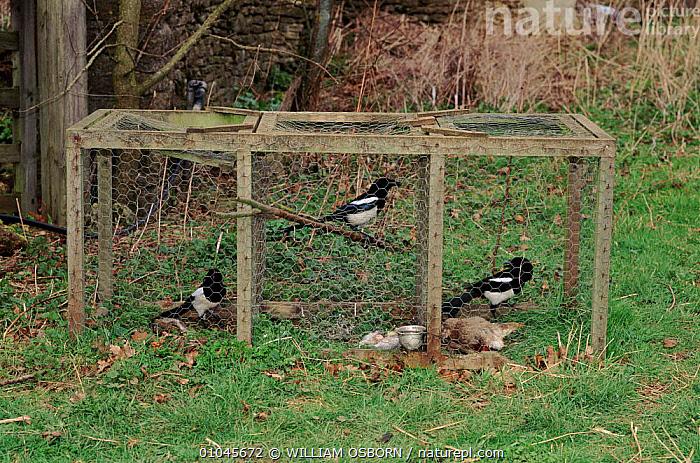 Stock photo of Magpies caught in Larson trap under licence, Wiltshire ...