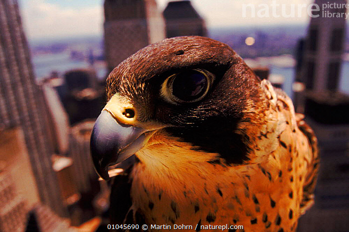 Peregrine Falcon Falco Peregrinus Peregrine Falcon Wikipedia