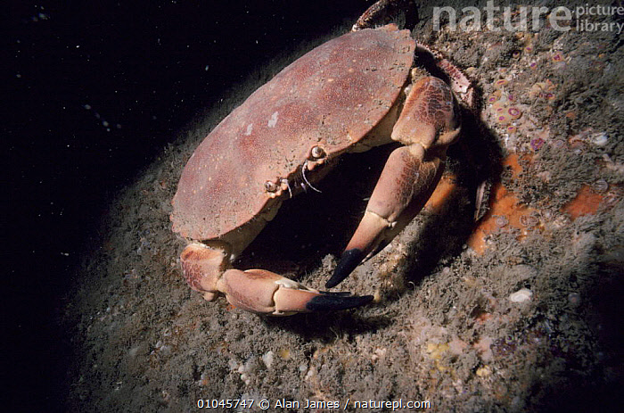 Stock photo of Edible crab off Devon, UK. Available for sale on www ...