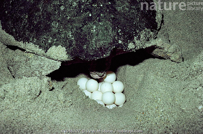 Stock photo of Loggerhead turtle laying eggs {Caretta caretta} Florida ...