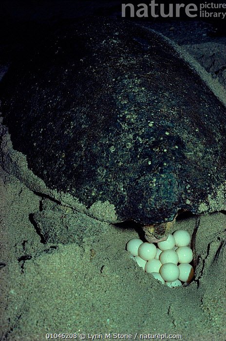 Stock photo of Loggerhead turtle {Caretta caretta} laying eggs. Florida ...
