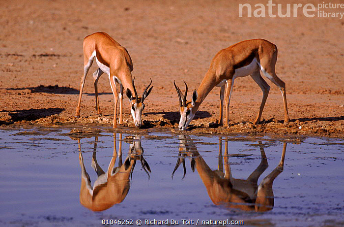 Stock photo of Female Springbok drinking, Kalahari Gemsbok NP, S Africa ...