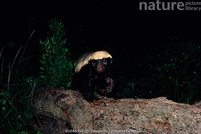 Stock photo of Ratel / Honey badger (Mellivora capensisi) at night ...
