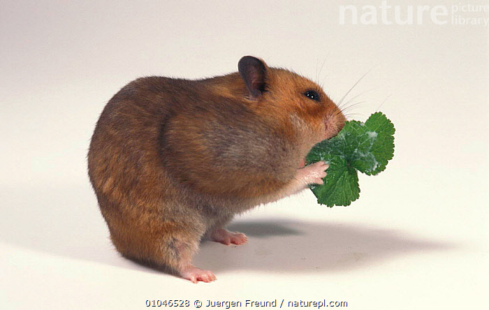 Golden Hamster Eats Owner