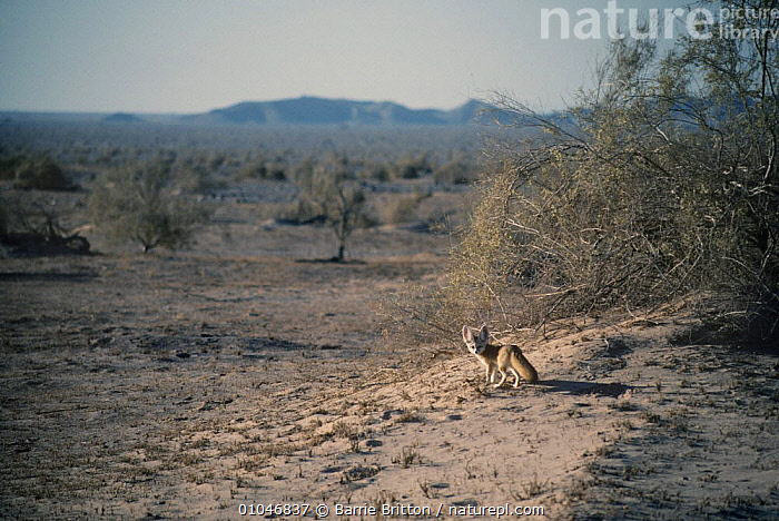 Stock photo of Fennec fox (Fennecus zerda) Negev Desert, Israel ...