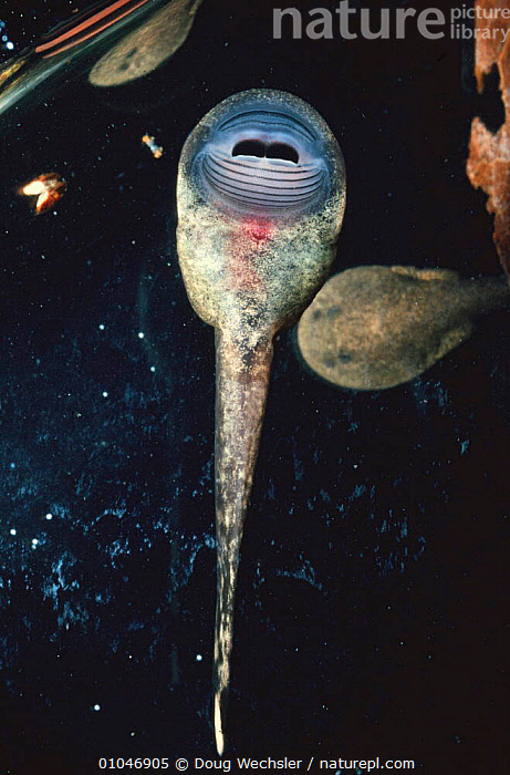 Stock photo of Underside of head of tadpole of Coastal Tailed frog ...