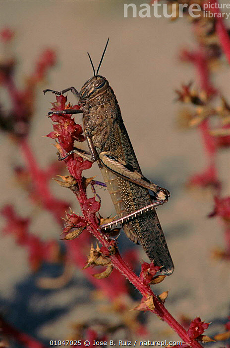 Stock photo of Migratory locust feeding on plant, Alicante, Spain ...