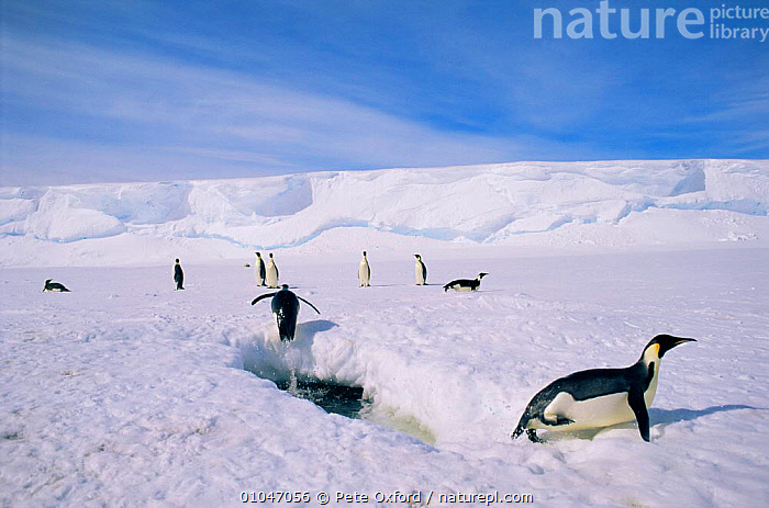 Escaping A Seal Photos Of Penguins Penguins | Smithsonian Ocean