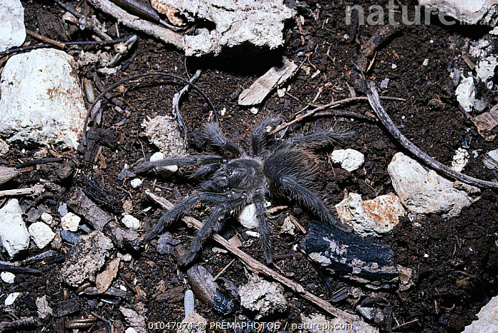 Stock photo of Tarantula spider {Citharacanthus sp} Cuba.. Available ...