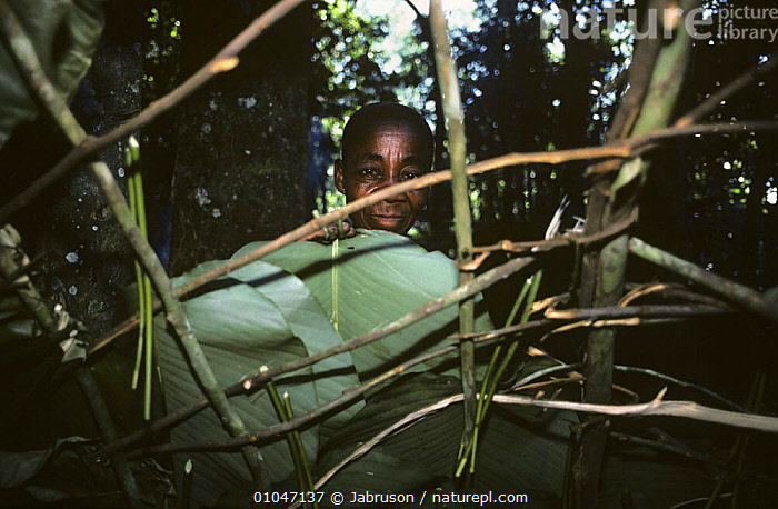 Stock photo of Bambuti pygmy woman making hut from Mangongo leaves ...