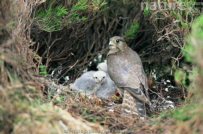 Stock photo of Merlin female at nest in heather with chicks {Falco ...