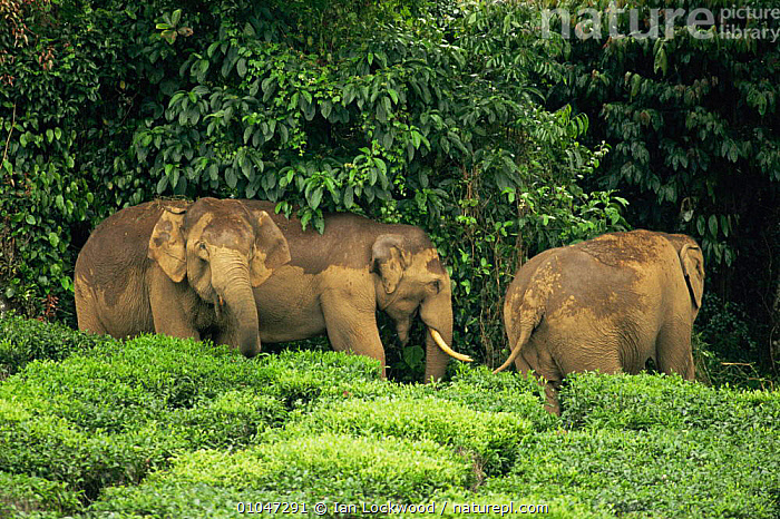 Stock photo of Wild Indian elephants {Elephas maximus} feeding in tea ...